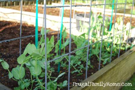 Garden Update, Seedlings Gone Wild | Frugal Family Home