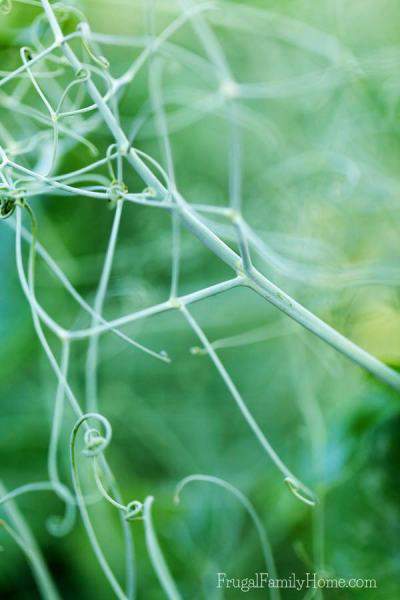 Gardening Guide, Growing Bush Peas | Frugal Family Home