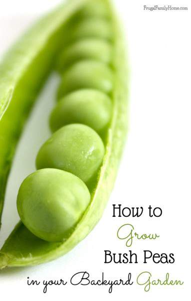 Gardening Guide, Growing Bush Peas | Frugal Family Home