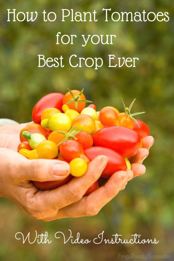 How to Plant Tomatoes, Deep Planting | Frugal Family Home