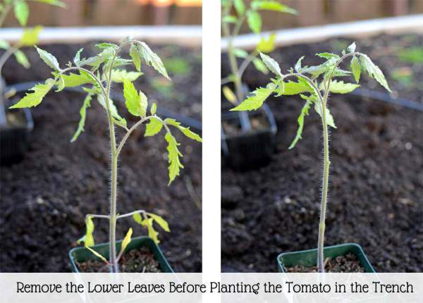 How to Plant Tomatoes, Trenching Method with Video | Frugal Family Home