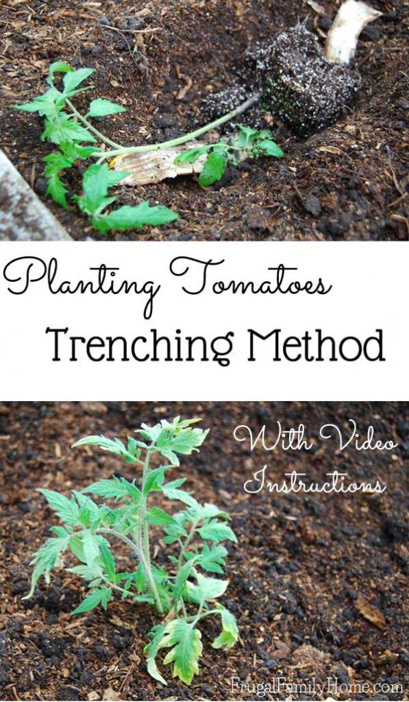 How to Plant Tomatoes, Trenching Method with Video | Frugal Family Home