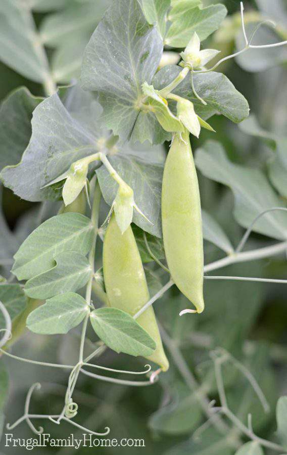 Fall Gardening, Great Plants to Grow in the Fall | Frugal Family Home