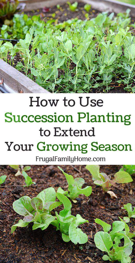 How to Use Succession Planting to Extend Your Growing Season | Frugal ...