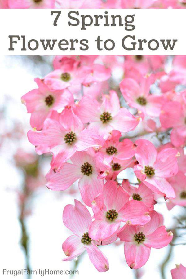 7 Spring Flowers to Grow in your Garden | Frugal Family Home