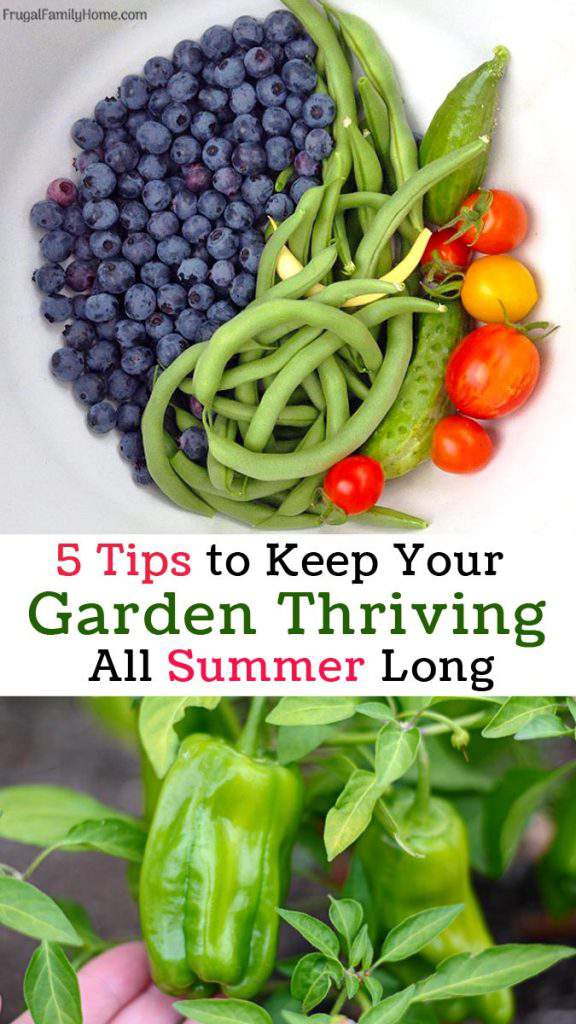 5 Tips to Keep Your Garden Thriving this Summer | Frugal Family Home