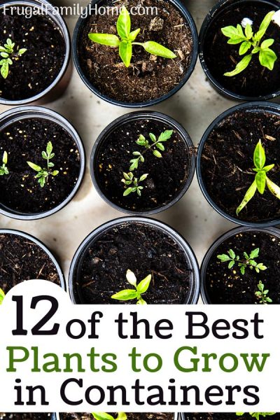The Best 12 Plants to Grow in Containers | Frugal Family Home