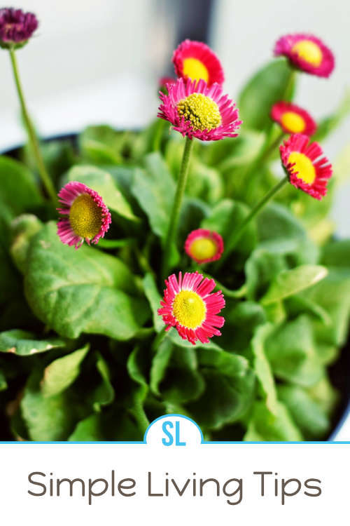 Simple Living, Gardening and More from Frugal Family Home