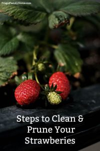 How to Prune Strawberries in the Spring, Strawberry Plant Care | Frugal ...